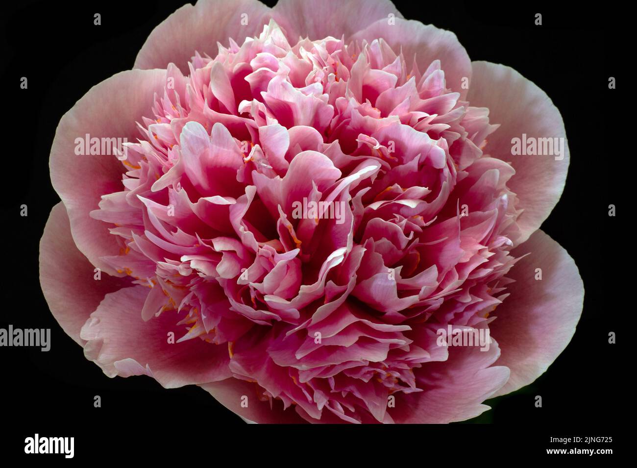 Blumen, rosa Pfingstrose, Paeonia officinalis Stockfotografie - Alamy