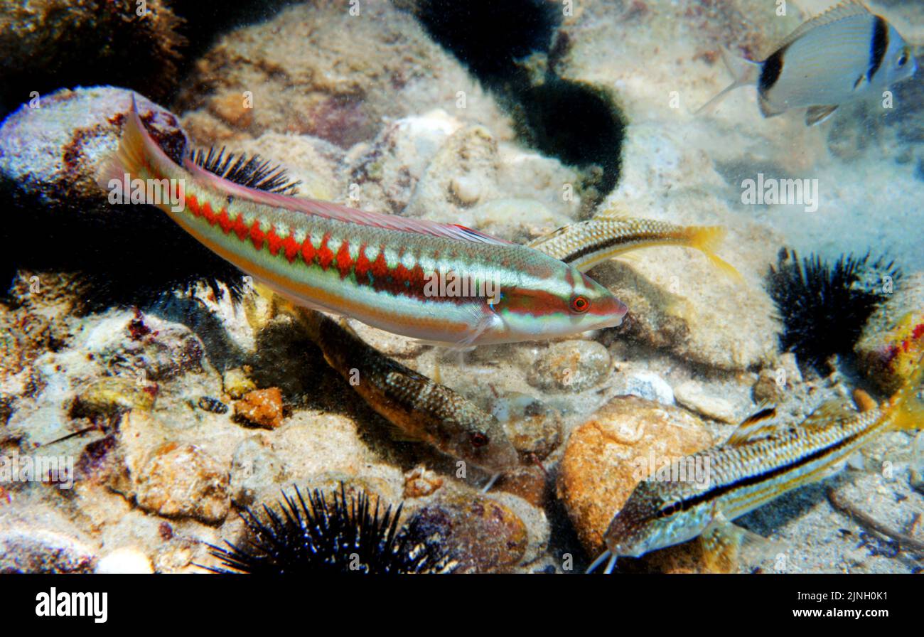 Regenbogen wrasse coris julis -Fotos und -Bildmaterial in hoher ...
