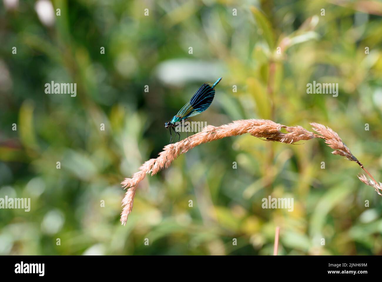 Eine Libelle ist ein fliegendes Insekt der Ordnung Odonata, infraorder ...