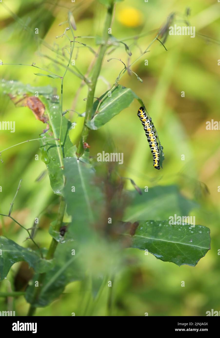 Wild lettuce -Fotos und -Bildmaterial in hoher Auflösung – Alamy