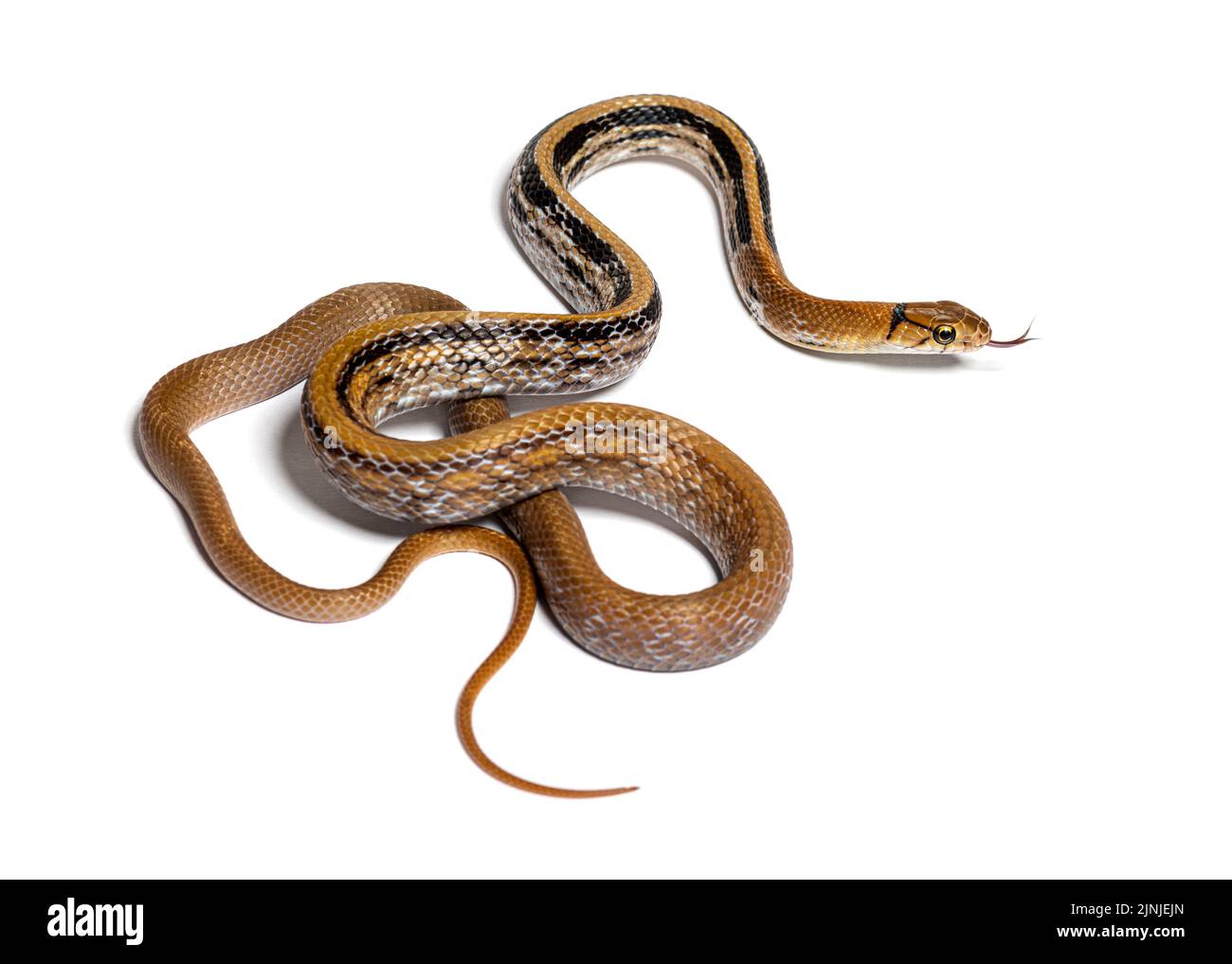 Snake tongue -Fotos und -Bildmaterial in hoher Auflösung – Alamy