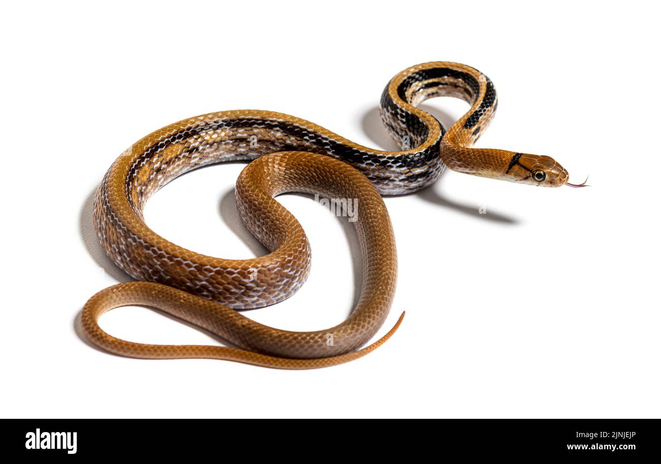 Snake tongue -Fotos und -Bildmaterial in hoher Auflösung – Alamy