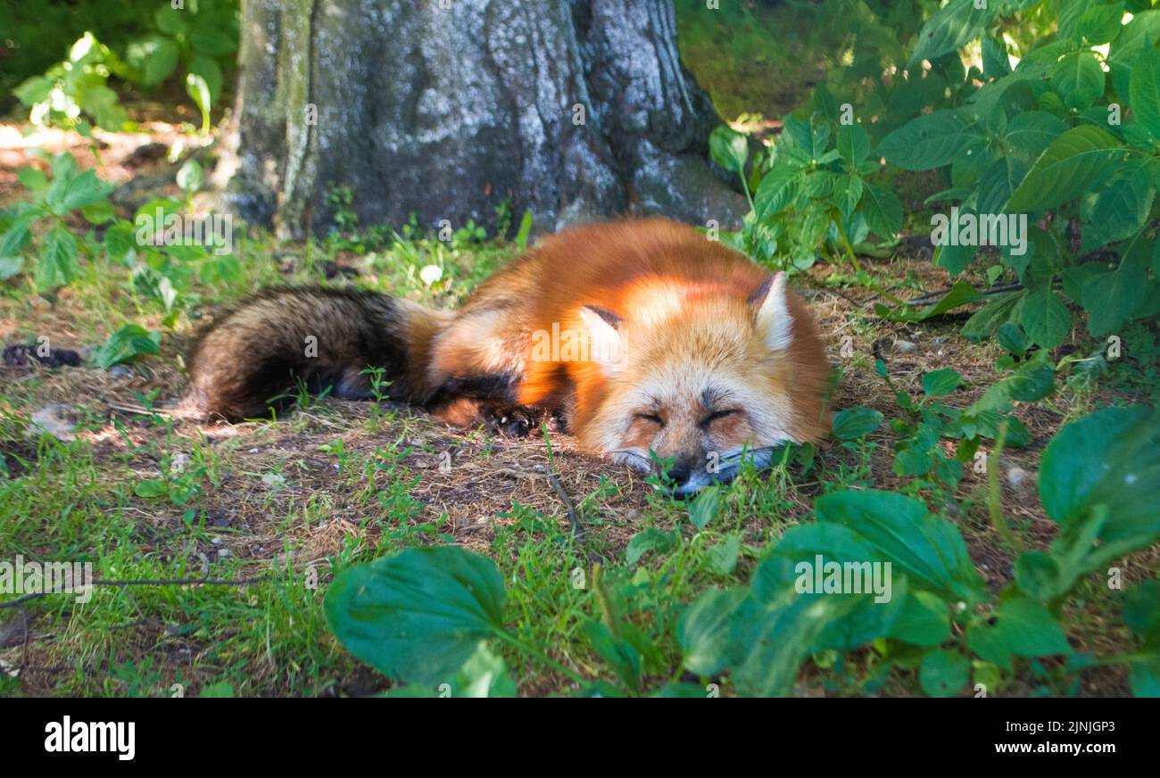 Fuchs schlafender schlafender fuchs -Fotos und -Bildmaterial in hoher ...