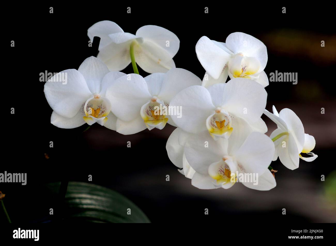 Phalaenopsis philippinensis -Fotos und -Bildmaterial in hoher Auflösung ...
