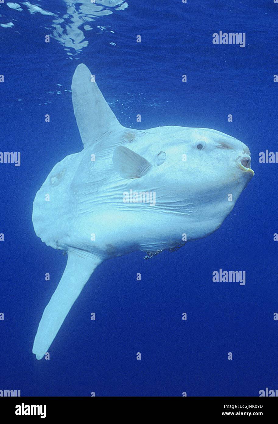Sonnenfisch mola mola -Fotos und -Bildmaterial in hoher Auflösung – Alamy