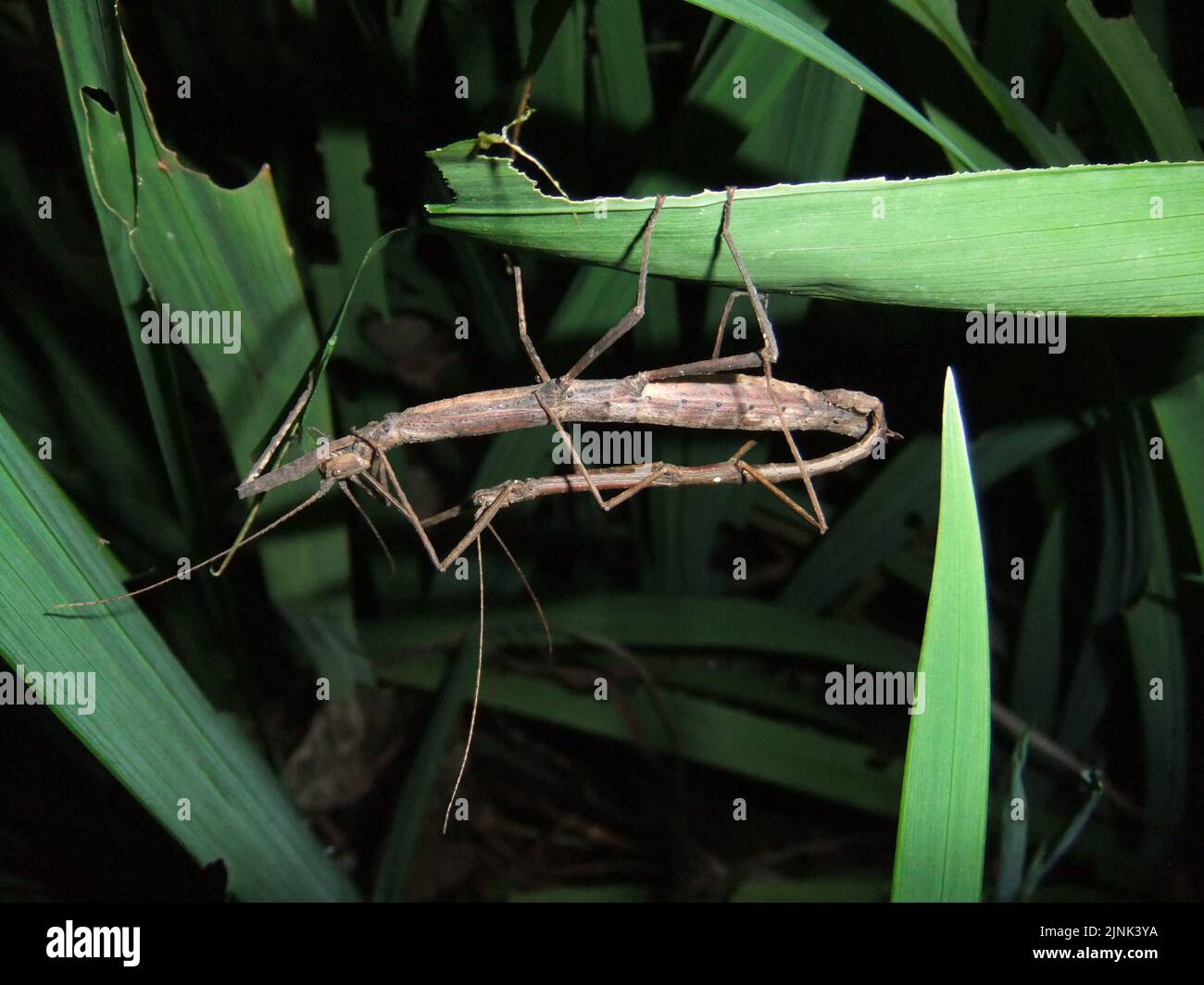 Phasmid in freier wildbahn -Fotos und -Bildmaterial in hoher Auflösung ...