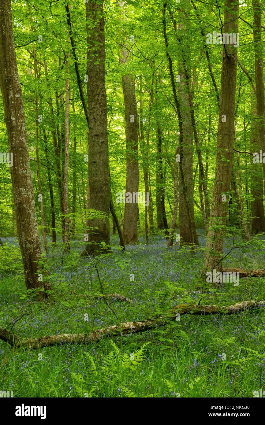 Frankreich, Oise, Picardie, Vieux Moulin, Foret de Compiegne, Compiegne ...