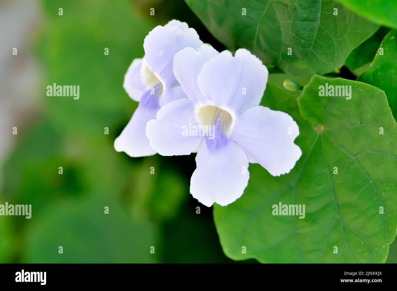 Thunbergia grandiflora Roxb, Clock Rebe oder Bengal Clock Rebe oder ...