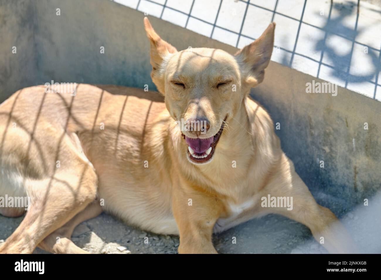 Fröhlicher brauner andalusischer Podenco, der in einem Zwinger liegt ...