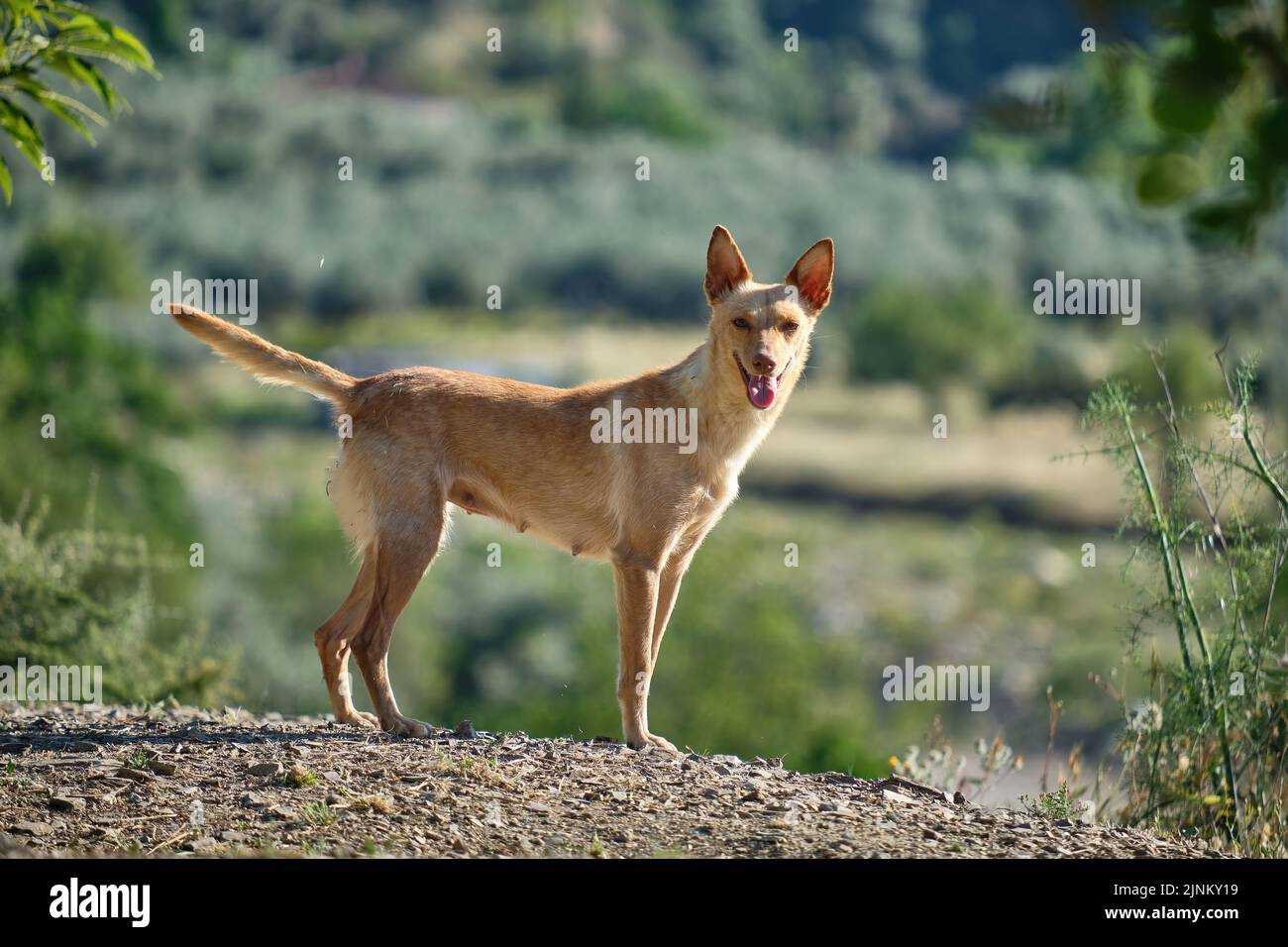 Perro de caza -Fotos und -Bildmaterial in hoher Auflösung – Alamy
