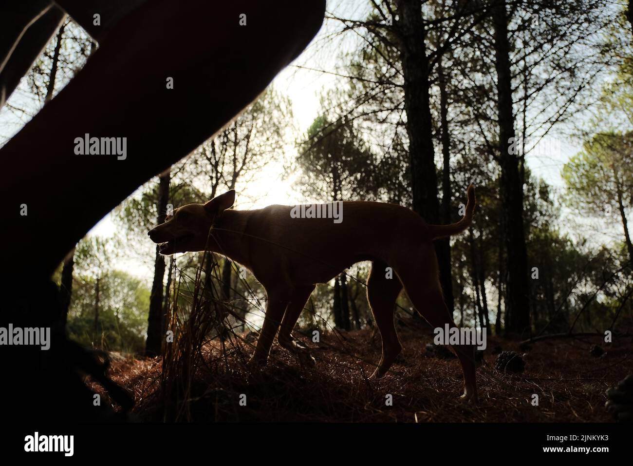 Andalusian hound -Fotos und -Bildmaterial in hoher Auflösung – Alamy