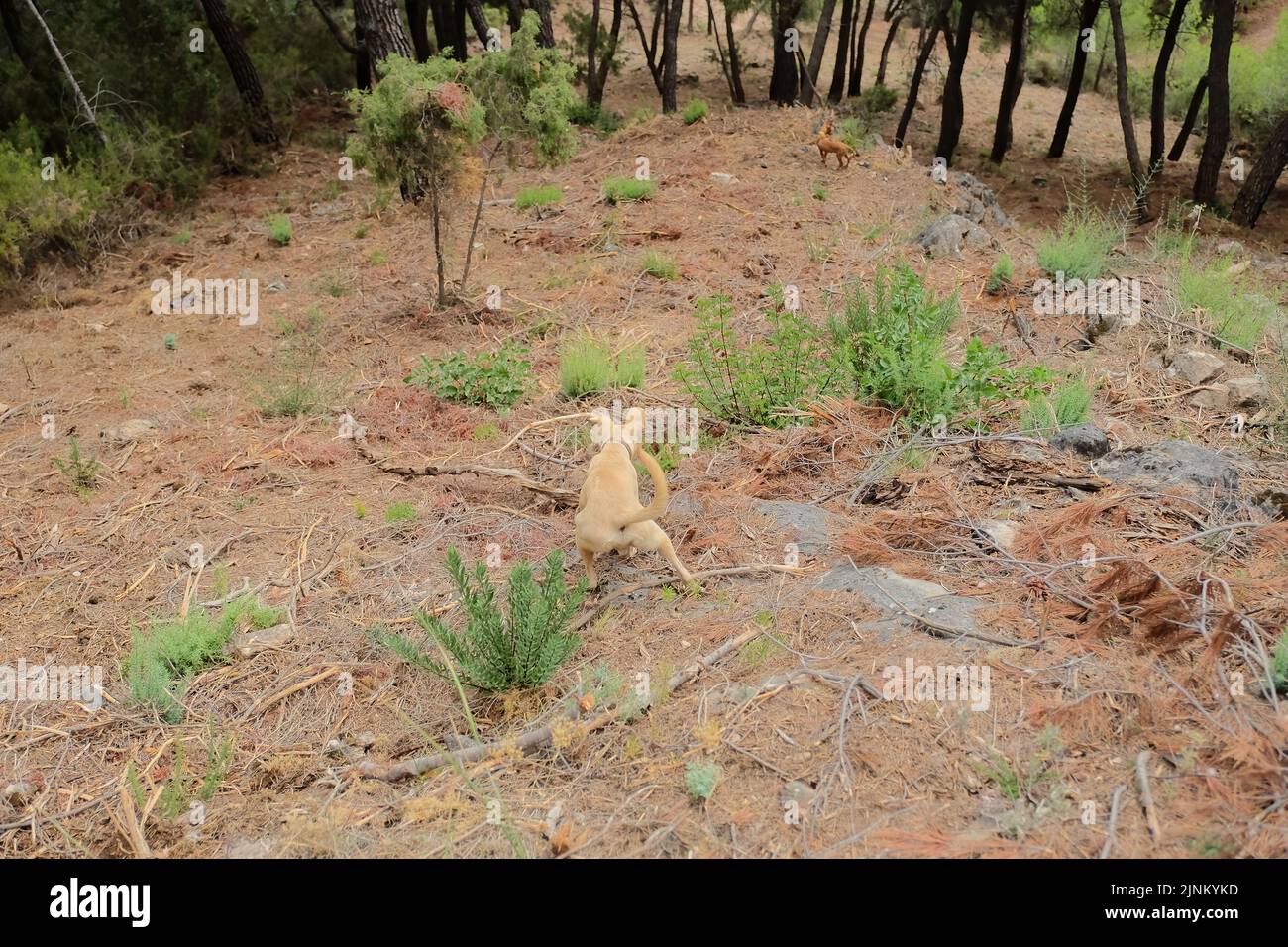 Andalusian hound -Fotos und -Bildmaterial in hoher Auflösung – Alamy
