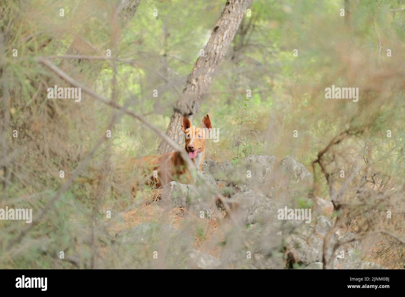 Andalusian hound -Fotos und -Bildmaterial in hoher Auflösung – Alamy