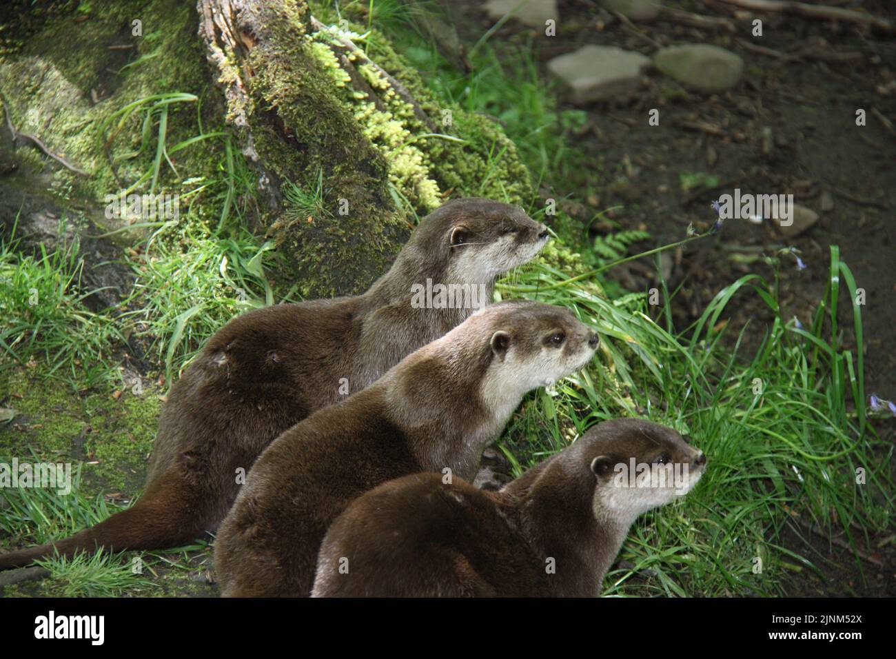 Stehende otter -Fotos und -Bildmaterial in hoher Auflösung – Alamy