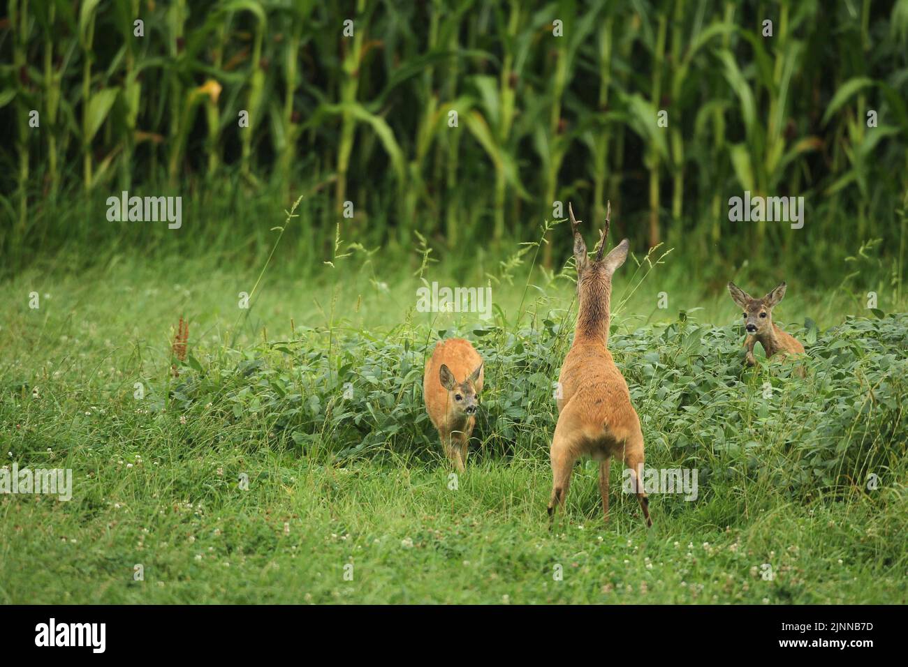 Europäischer Reh (Capreolus capreolus)-Buck pinkelt auf der Wiese, zwei ...