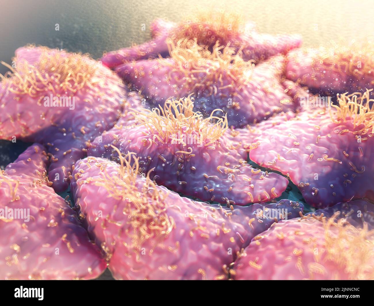 Henrietta fehlt zelle -Fotos und -Bildmaterial in hoher Auflösung – Alamy