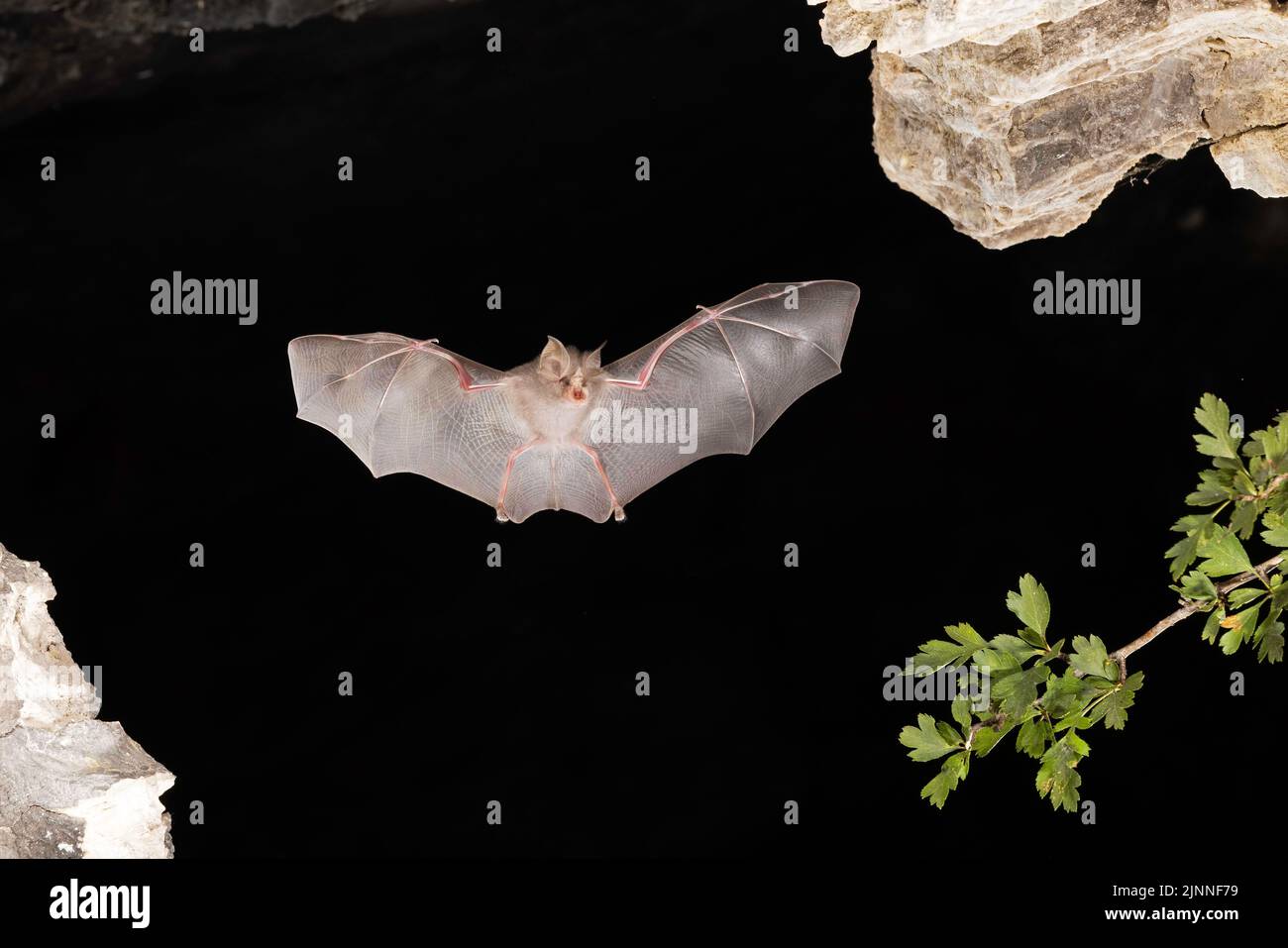 Kleine Hufeisennase (Rhinolophus hipposideros), jung im Flug, Fledermaus vom Aussterben bedroht ...