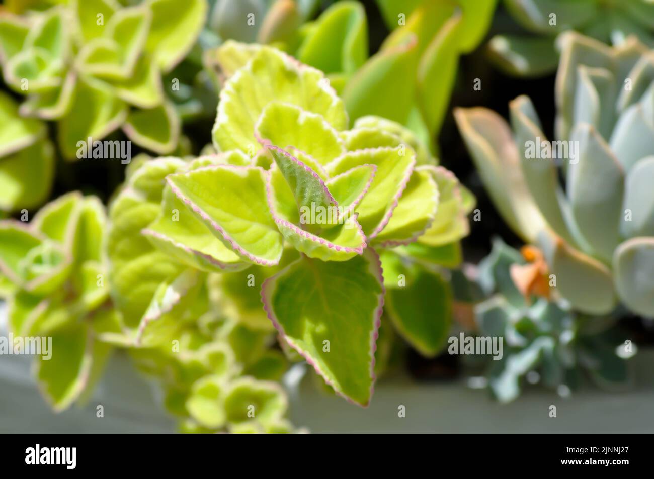 Coleus aromaticus benth -Fotos und -Bildmaterial in hoher Auflösung – Alamy