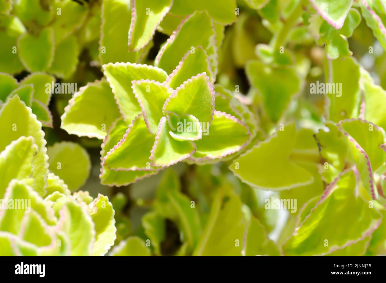 Coleus aromaticus benth -Fotos und -Bildmaterial in hoher Auflösung – Alamy