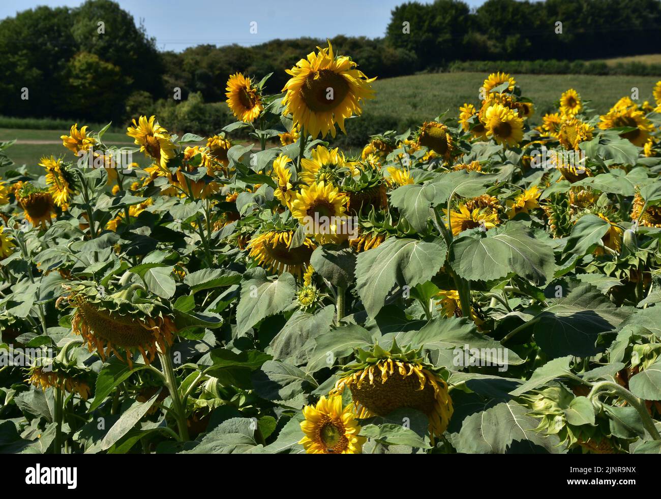 Compton down farm sonnenblumen -Fotos und -Bildmaterial in hoher ...