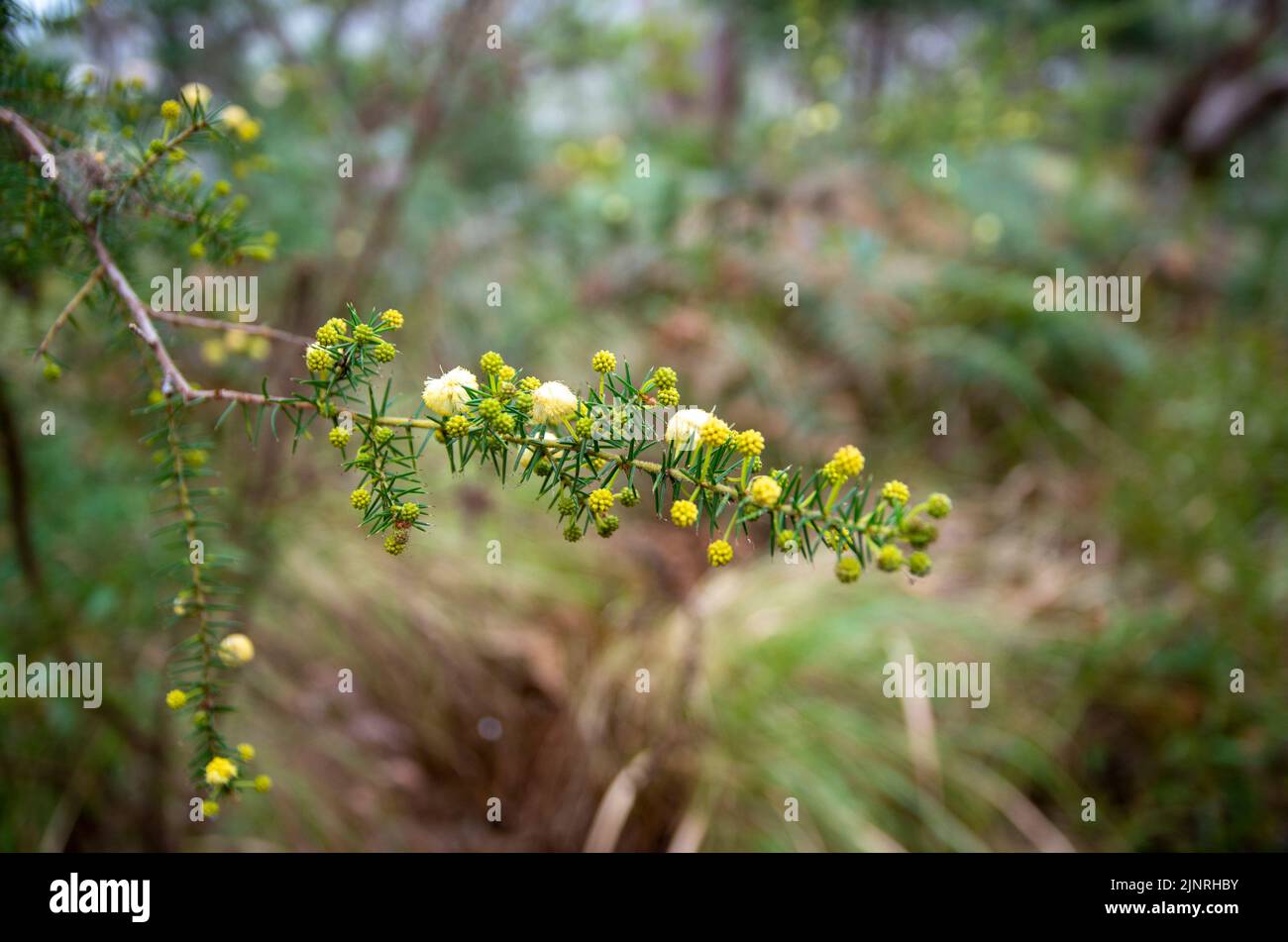 Golden Wattle (Acacia pycnantha) an der Central Coast, Australien. Sie ...