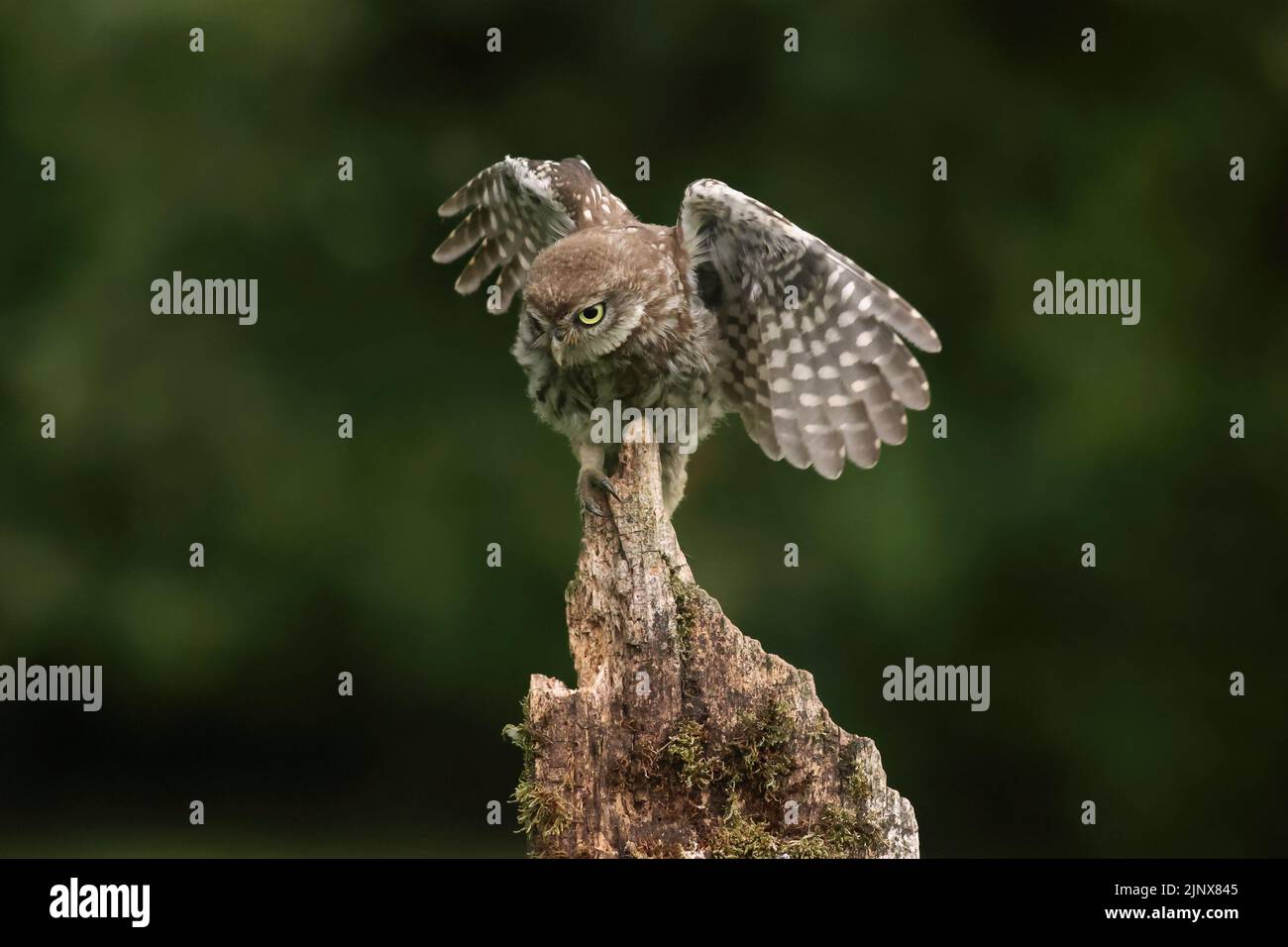 Eine wilde kleine Eule (Athene noctua) streckt am Morgen ihre Flügel ...