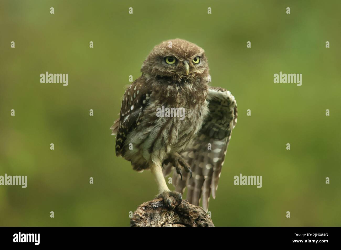 Eine wilde kleine Eule (Athene noctua) hat sich am Morgen gerade ...
