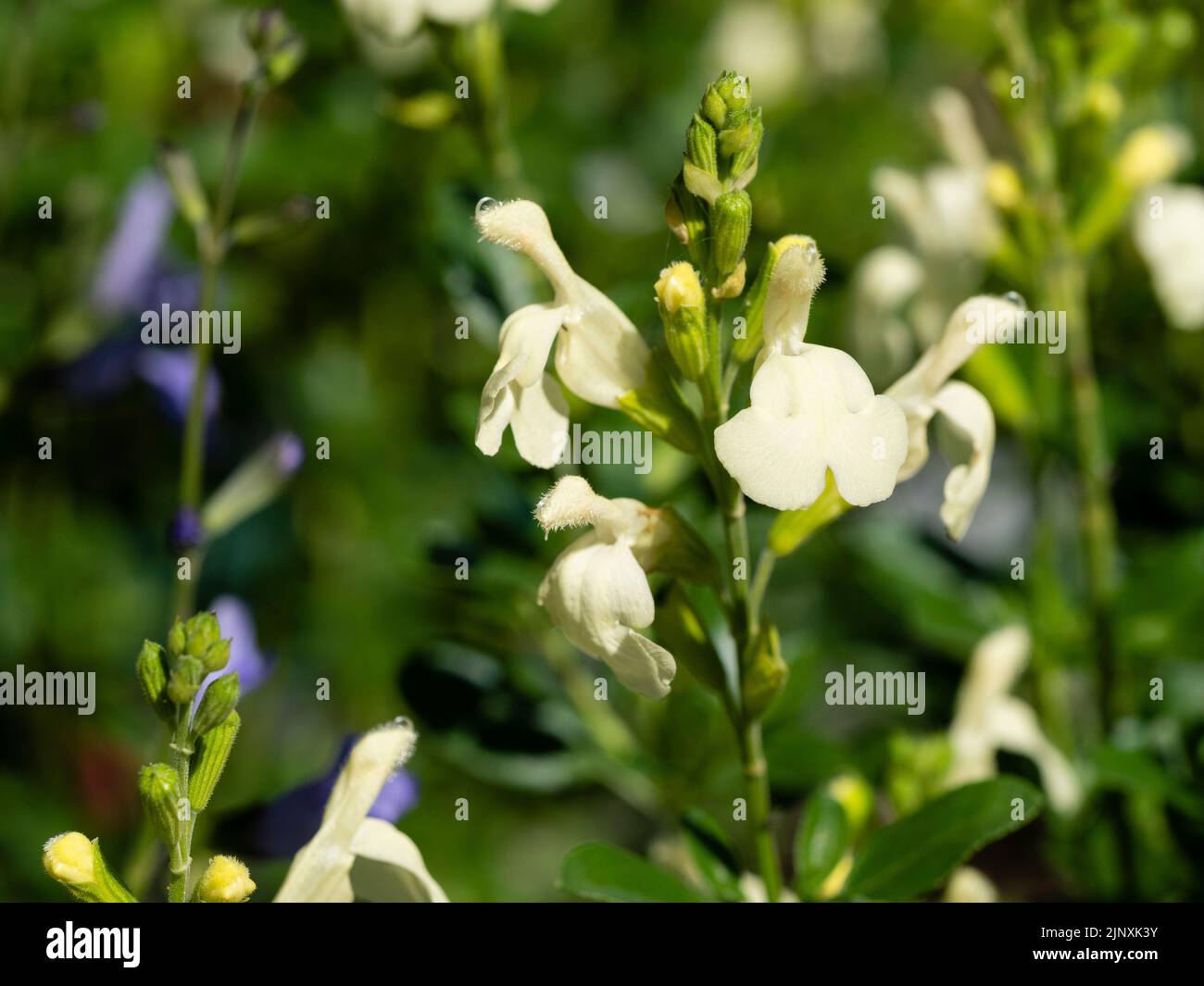 Blumen des Sommers bis herbstblühender Salbei, Salvia 'Cloted Cream ...