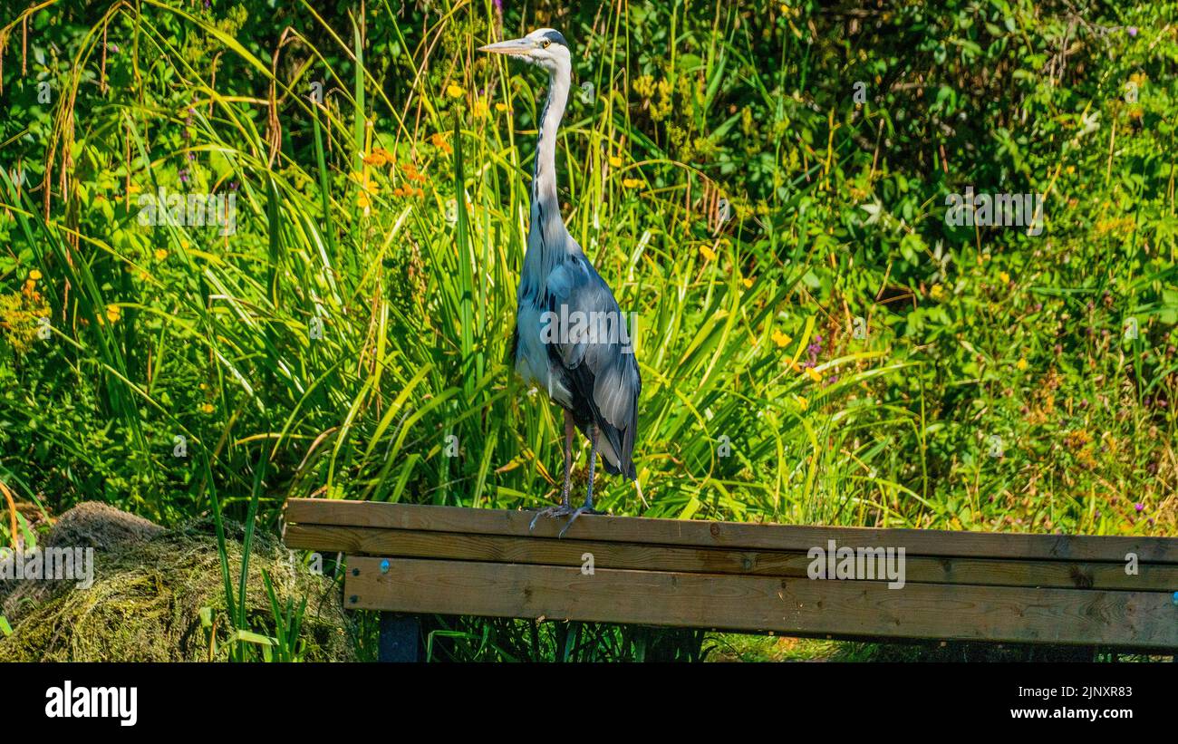 Sonnenbaden auf trockenem gras -Fotos und -Bildmaterial in hoher ...