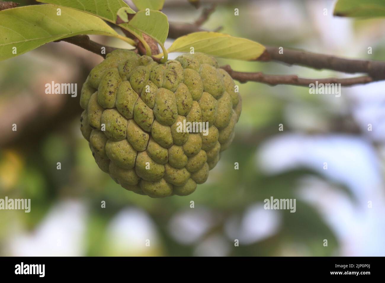 Tropische baumblätter -Fotos und -Bildmaterial in hoher Auflösung – Alamy