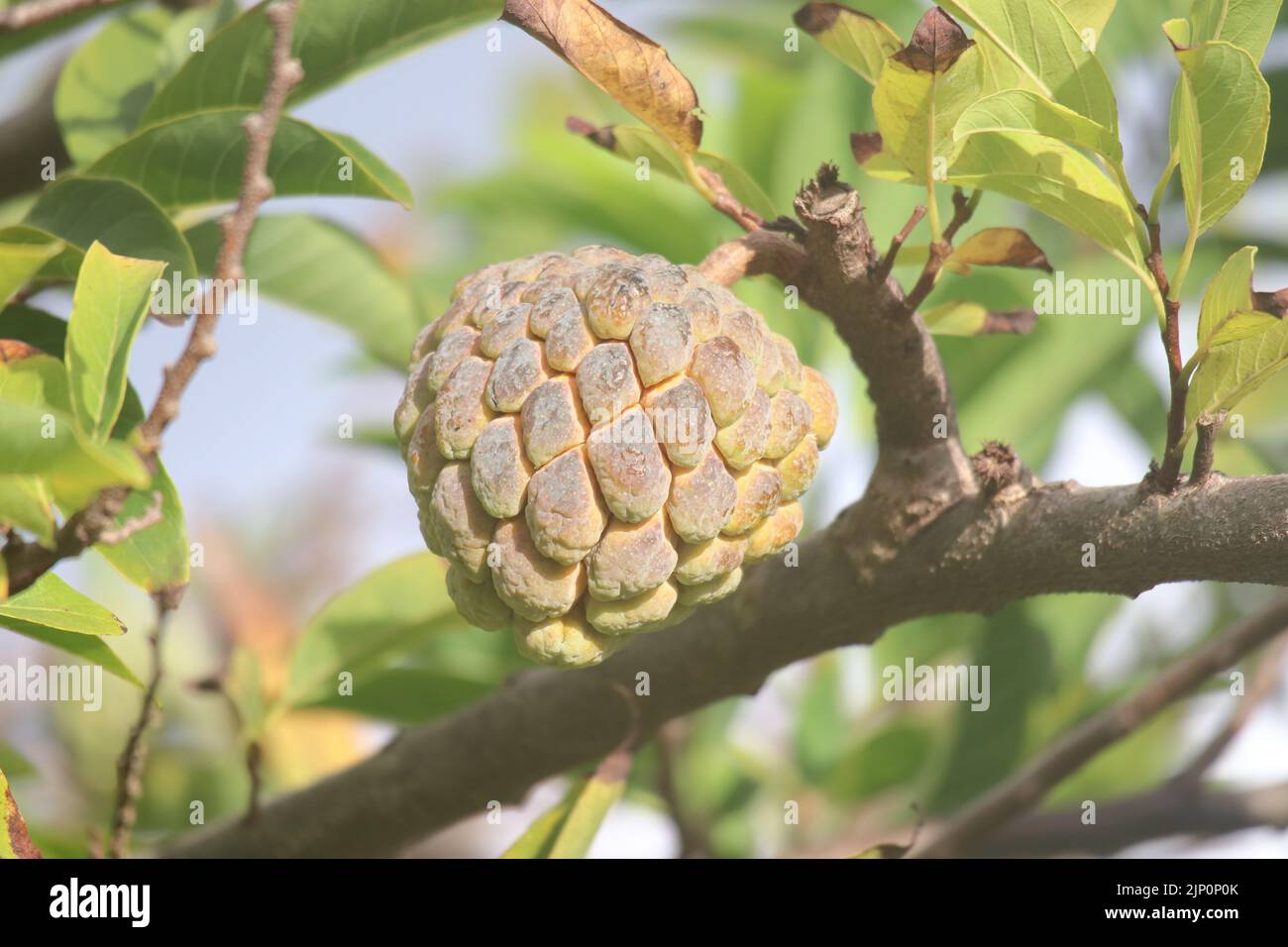 Süße tropische Atemoia-Früchte hängen am Ast. Frucht auch bekannt als grüner Pinienzapfen ...