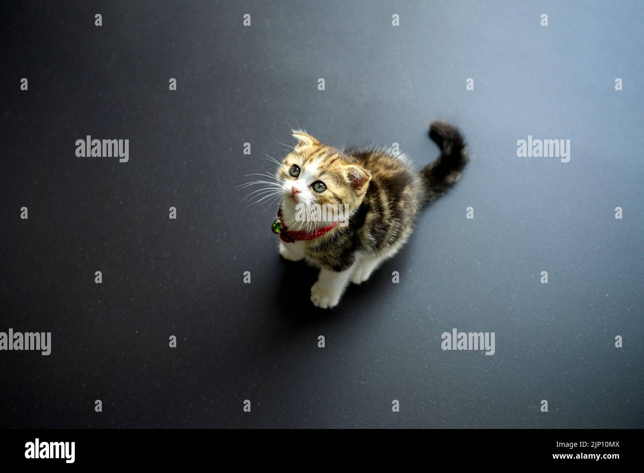 Gestreiftes schottisches Faltenkätzchen, das auf dem schwarzen Boden ...