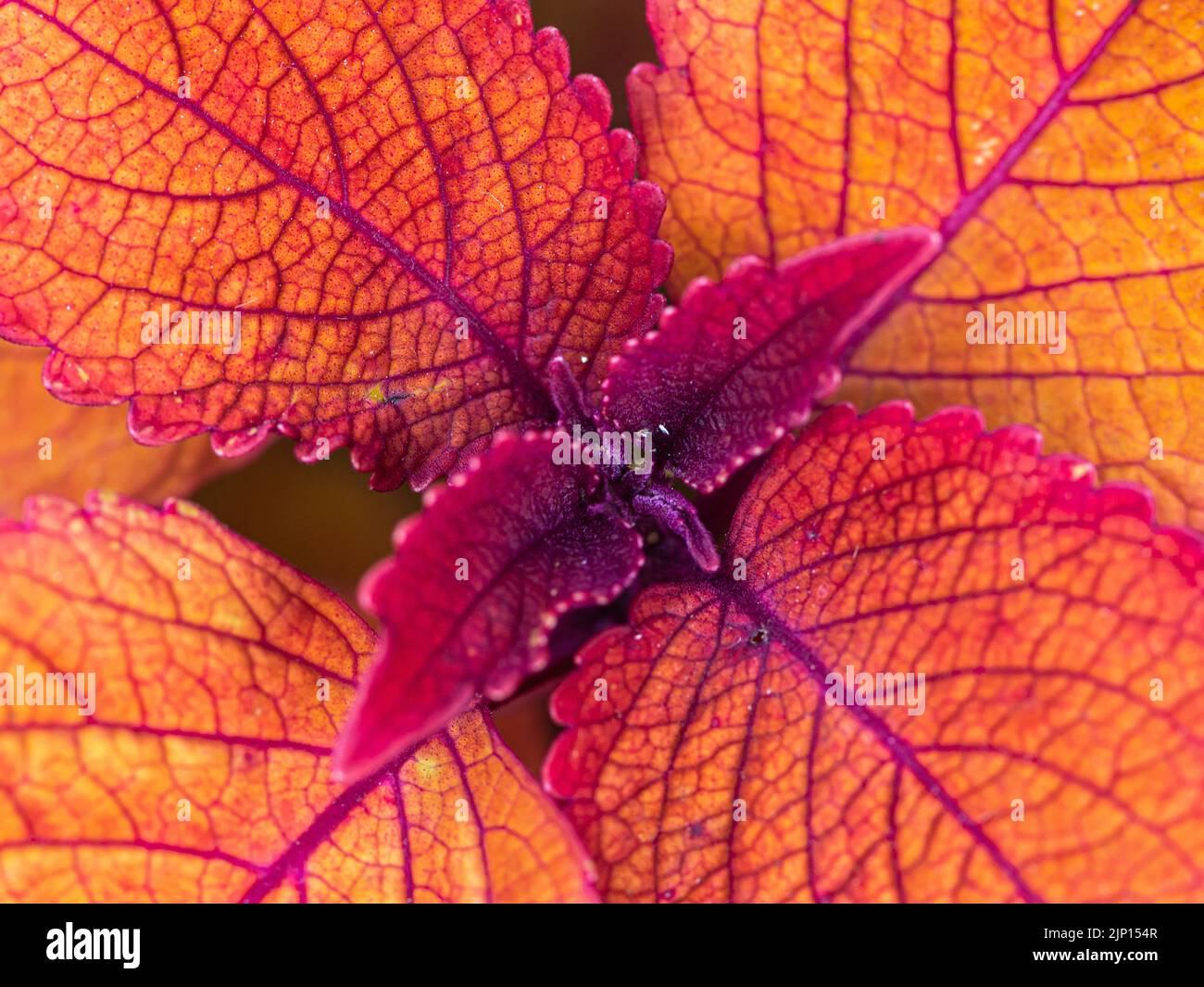 coleus Brennnesseln auch als Solenostemon bekannt, Nahaufnahme von ...