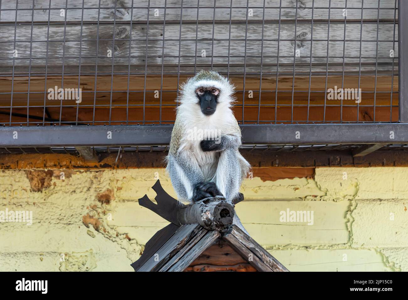 Ablehnung von zoos -Fotos und -Bildmaterial in hoher Auflösung – Alamy