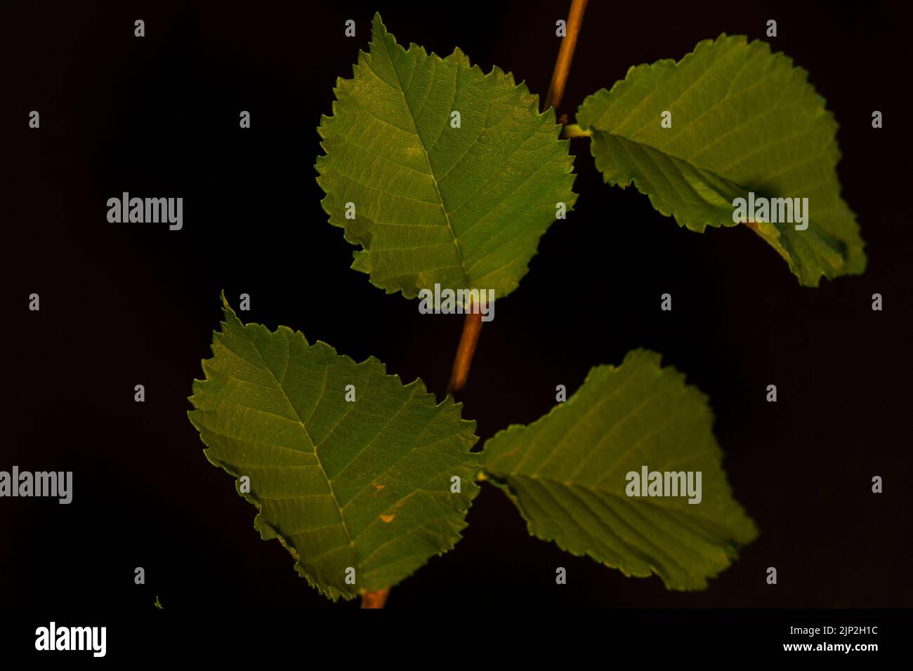 Veines des feuilles veines des feuilles veines des feuilles veines des ...