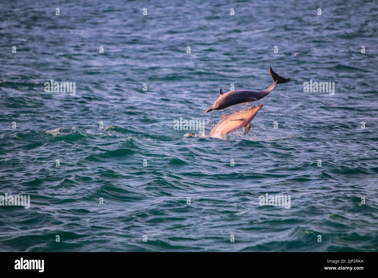 Insel der blauen delfine -Fotos und -Bildmaterial in hoher Auflösung ...