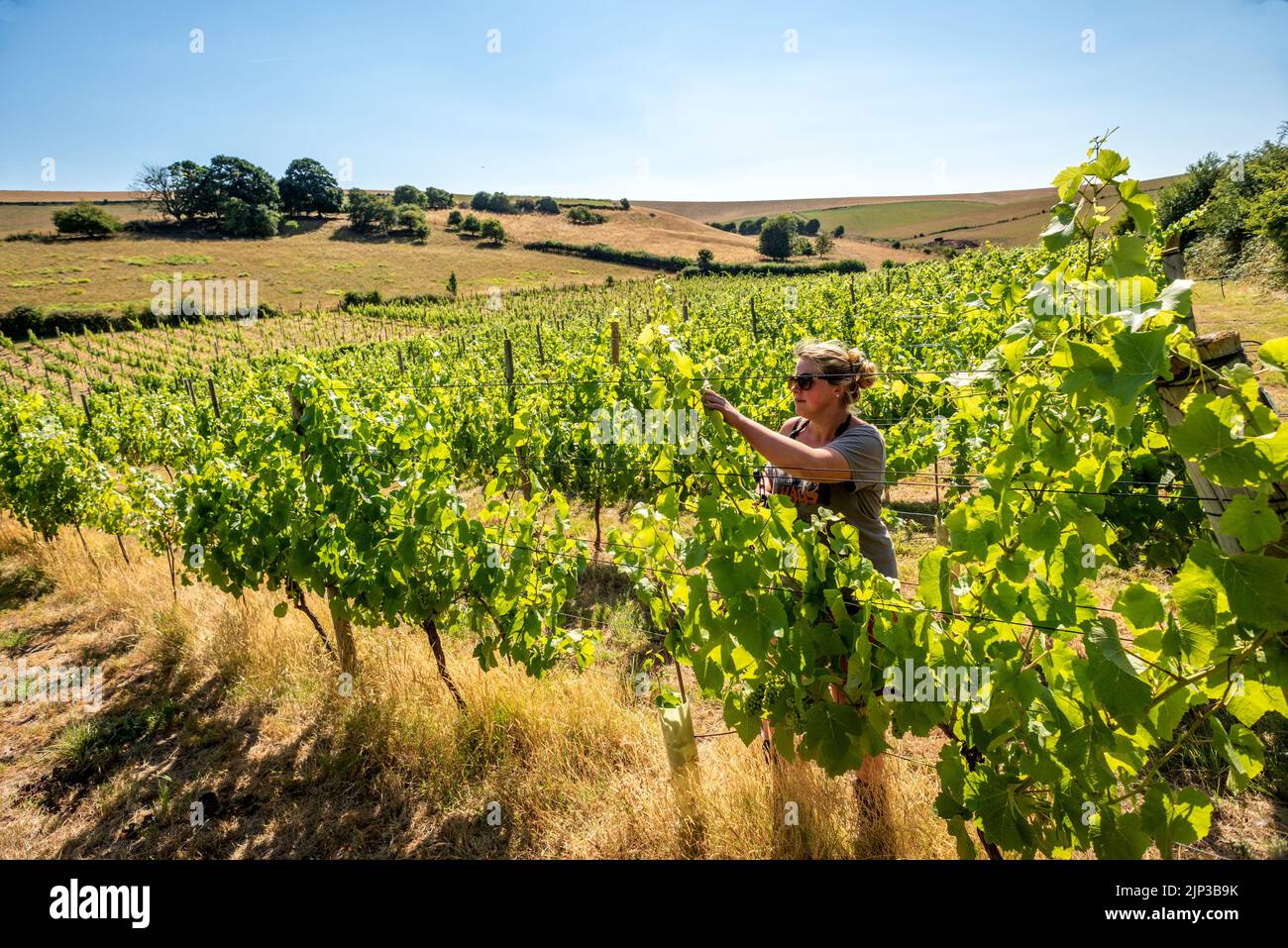 Lewes, August 8. 2022: Die Studentin des Weinbaus, Louisa Adams ...