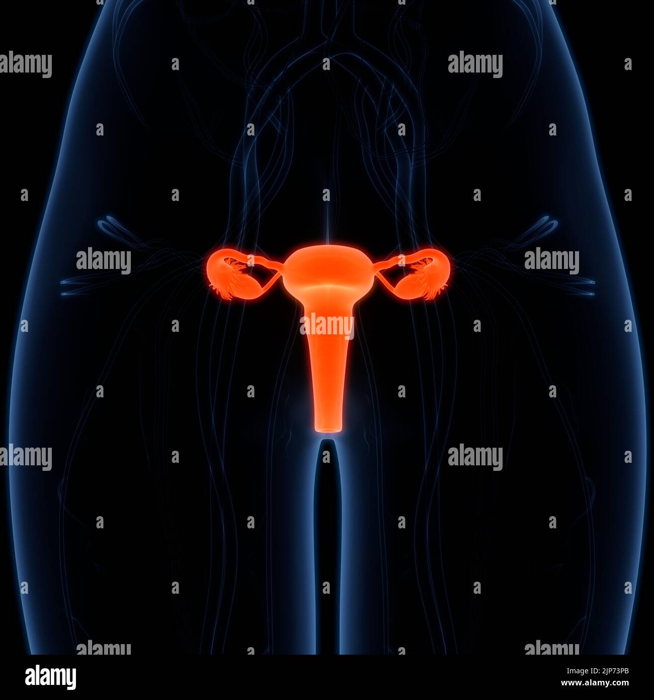 Anatomie der weiblichen Fortpflanzungsorgane Stockfotografie - Alamy