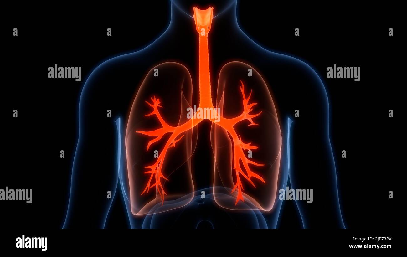 Menschliche Atmungssystem Lungen Anatomie Stockfotografie - Alamy