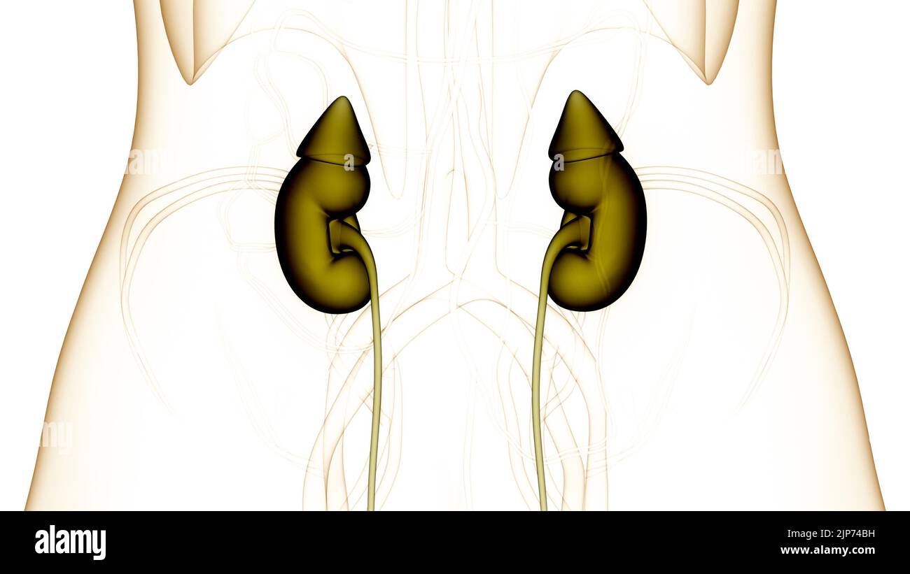 Anatomia del sistema urinario Ausgeschnittene Stockfotos und -bilder ...