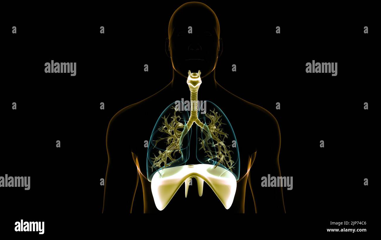 Menschliche Atmungssystem Lungen Anatomie Stockfotografie - Alamy