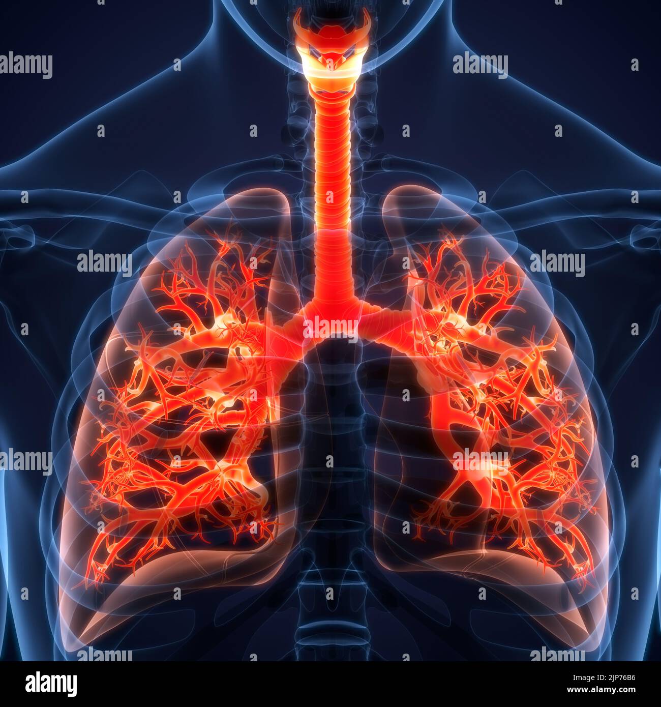 Menschliche Atmungssystem Lungen Anatomie Stockfotografie - Alamy