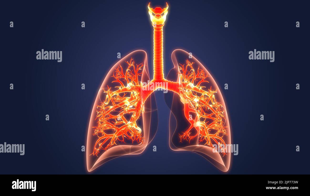 Menschliche Atmungssystem Lungen Anatomie Stockfotografie - Alamy