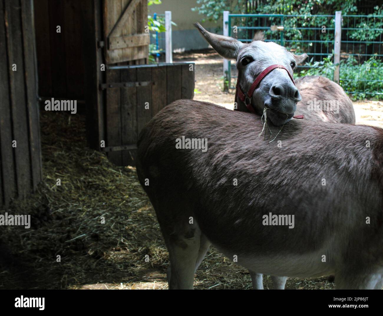 Lustiger esel -Fotos und -Bildmaterial in hoher Auflösung – Alamy
