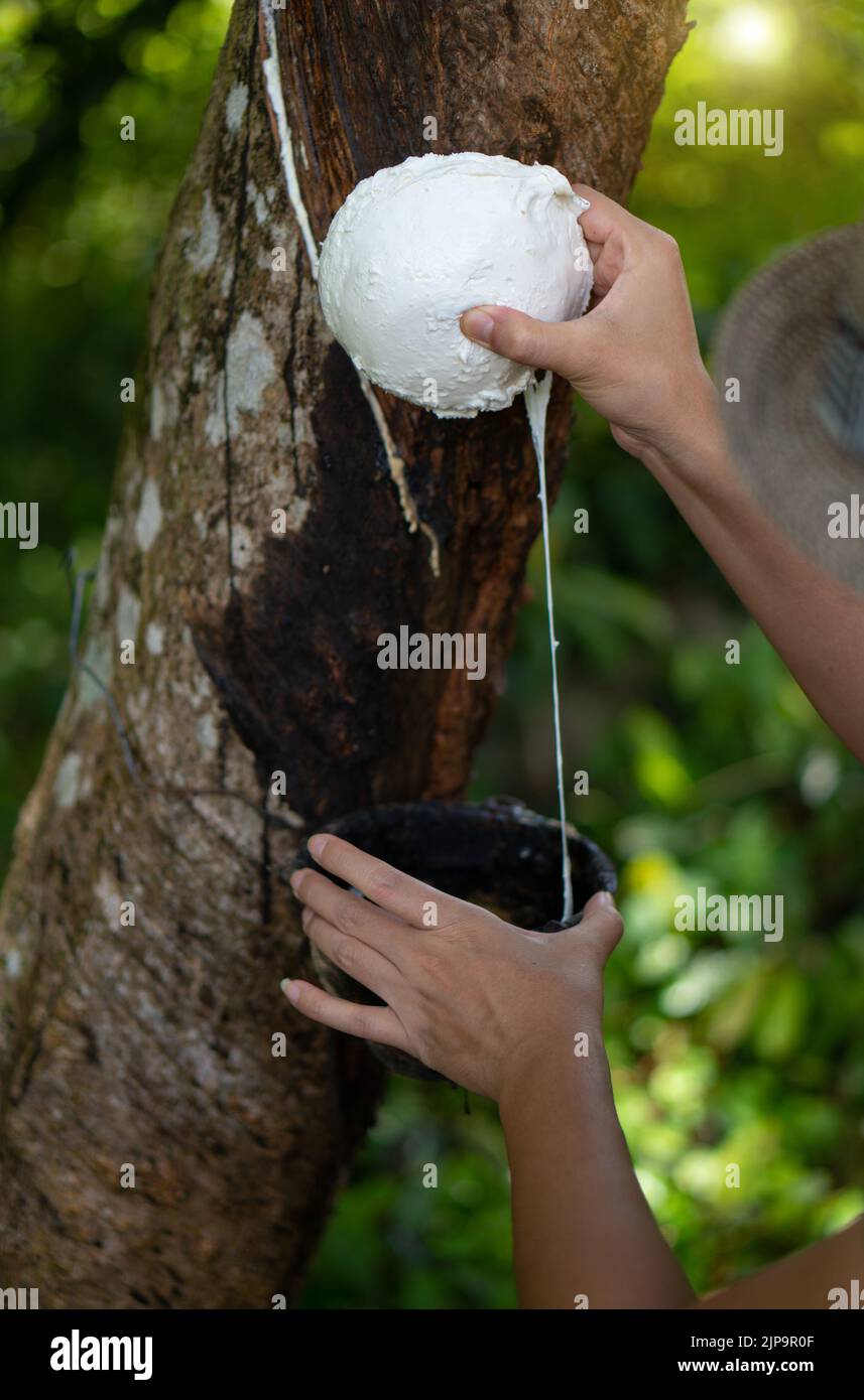Kautschuk zapfsaison -Fotos und -Bildmaterial in hoher Auflösung – Alamy