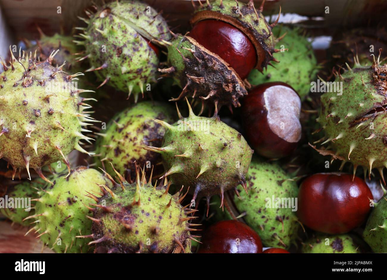 Castanea sativa decoration -Fotos und -Bildmaterial in hoher Auflösung ...