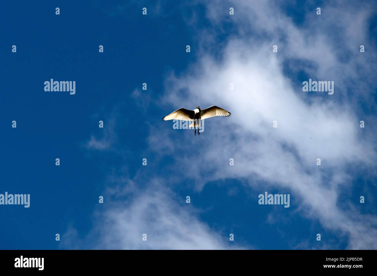 Ein australischer weißer Ibis (Threskiornis molucca) auf dem Flug in ...