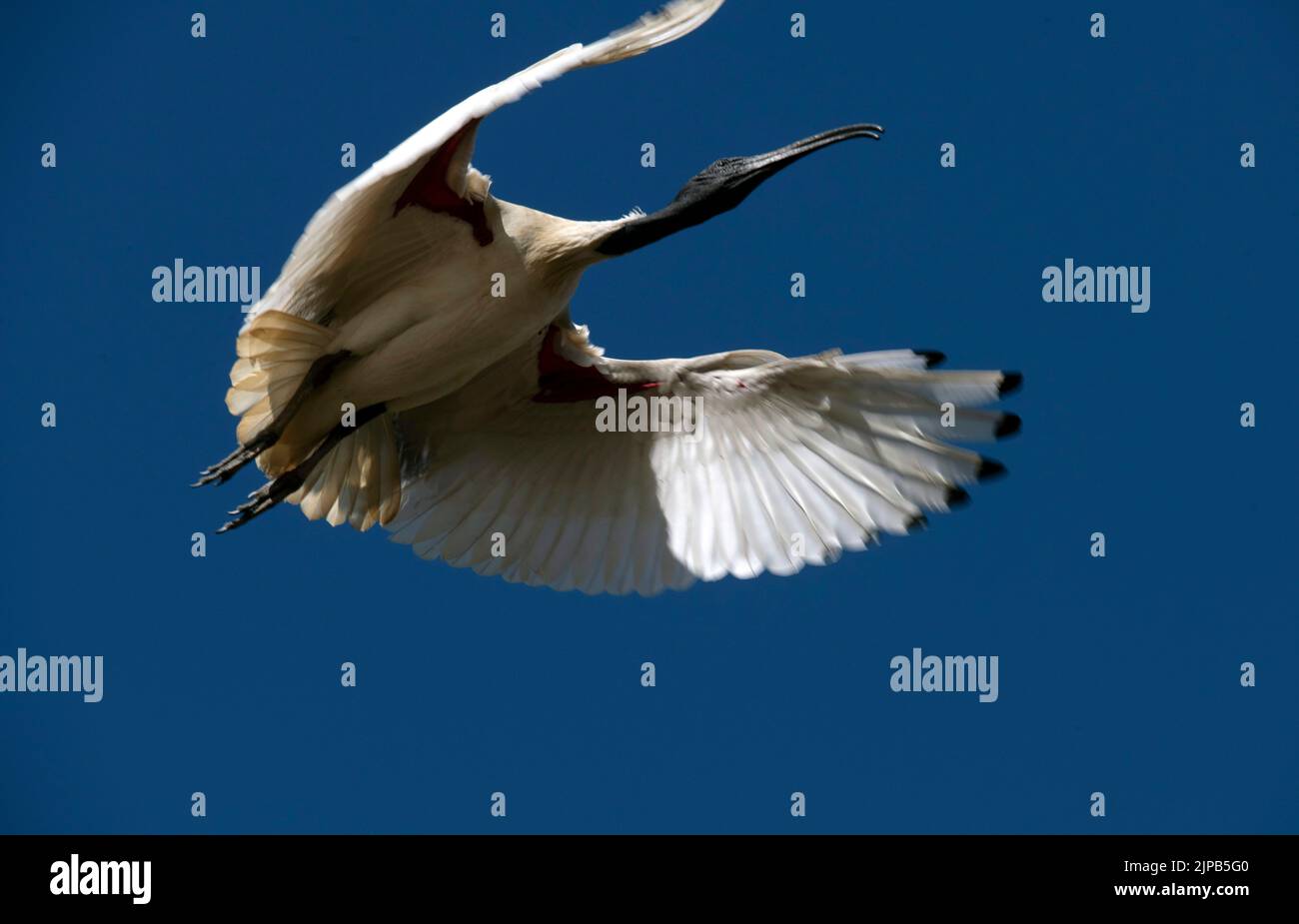 Ein australischer weißer Ibis (Threskiornis molucca) auf dem Flug in ...