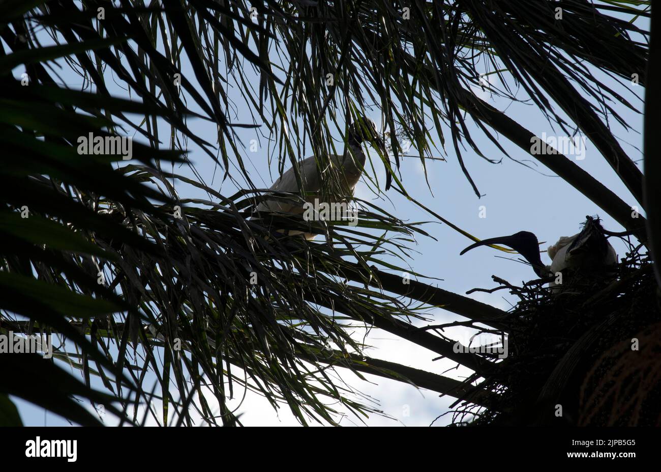 Ein australischer weißer Ibis (Threskiornis molucca) mit einem Küken ...