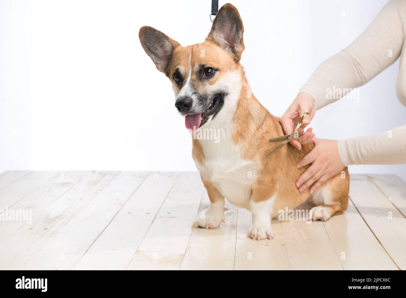 Hundefell scheren -Fotos und -Bildmaterial in hoher Auflösung – Alamy